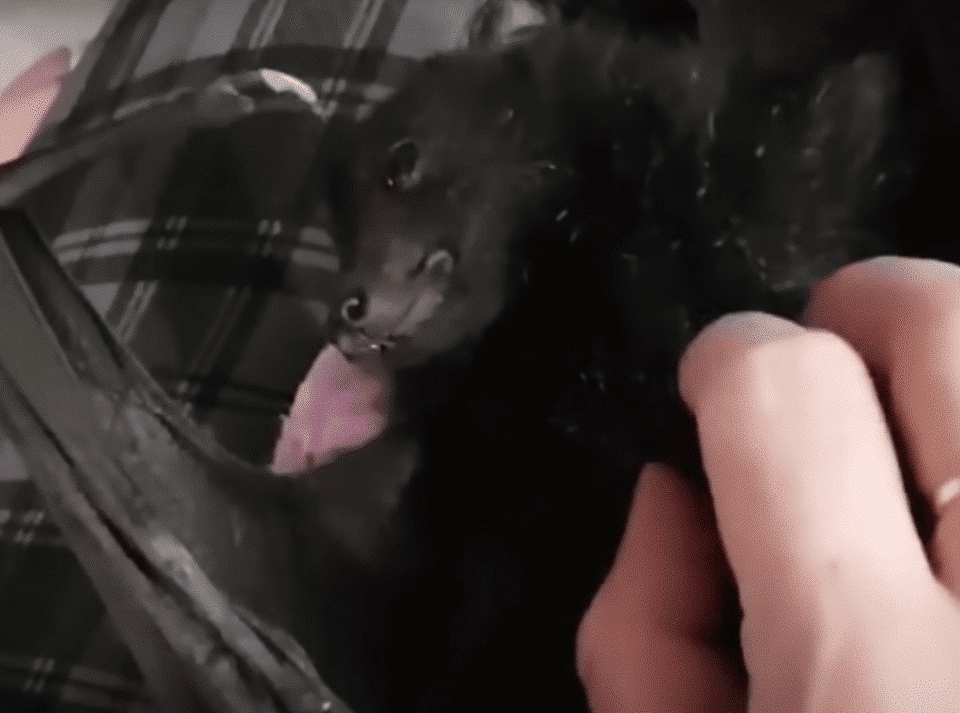 Catching Up With Eddie the Baby Bat - Animals Around The Globe