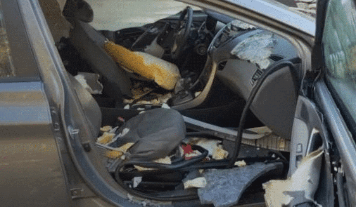 Watch: Colorado Bear Trapped In Car Wreaks Havoc - Animals Around The Globe