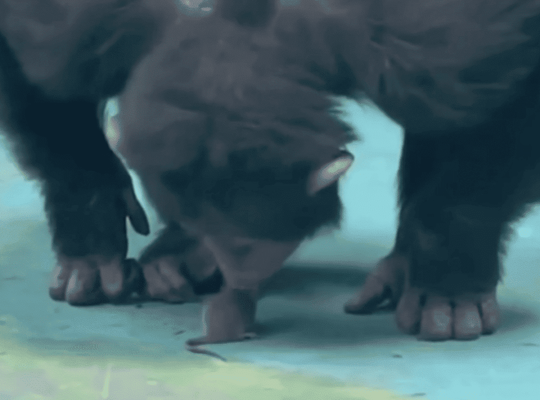 Chimpanzee Has a Pet Mouse - Animals Around The Globe