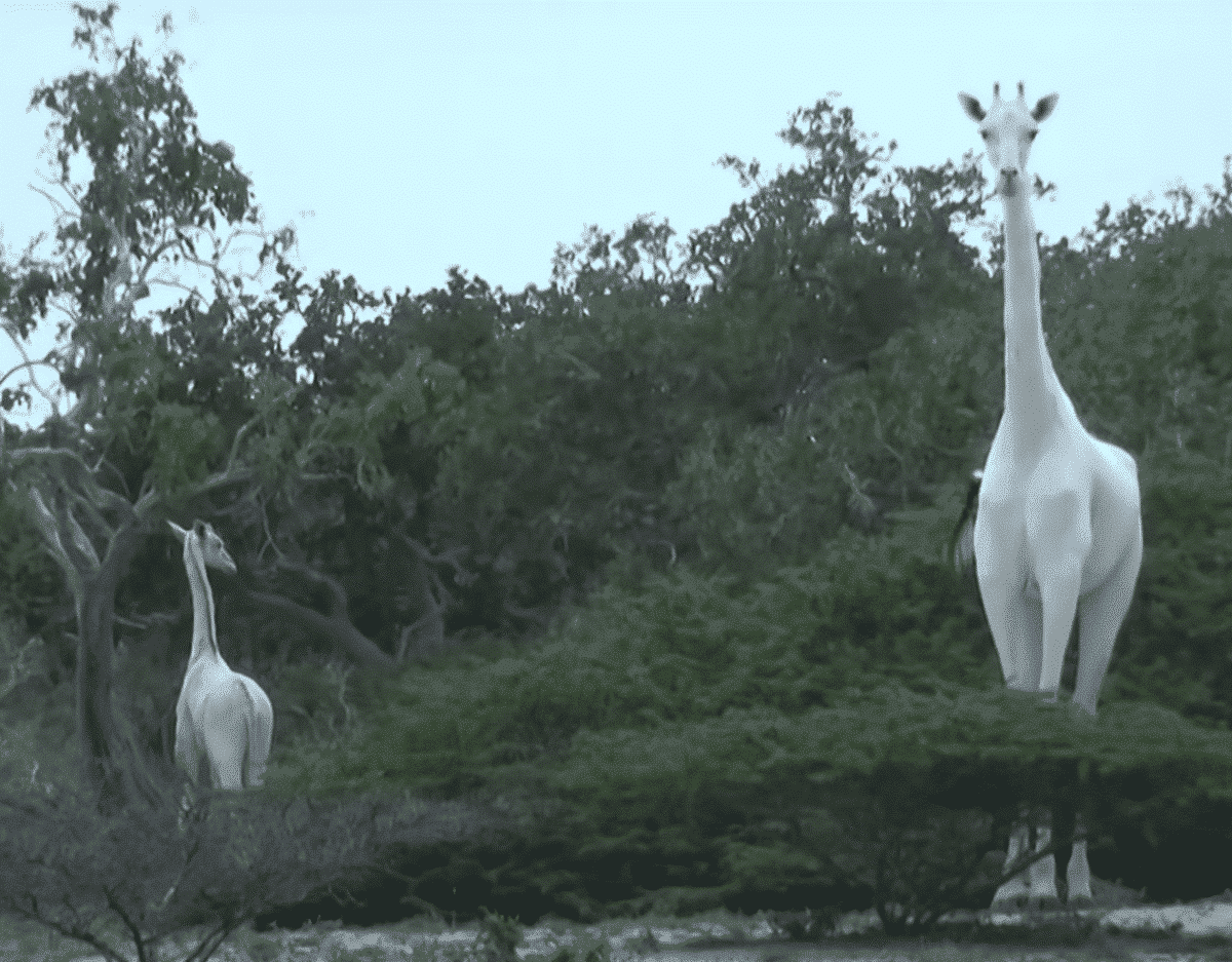 The World’s Last White Giraffe - Animals Around The Globe