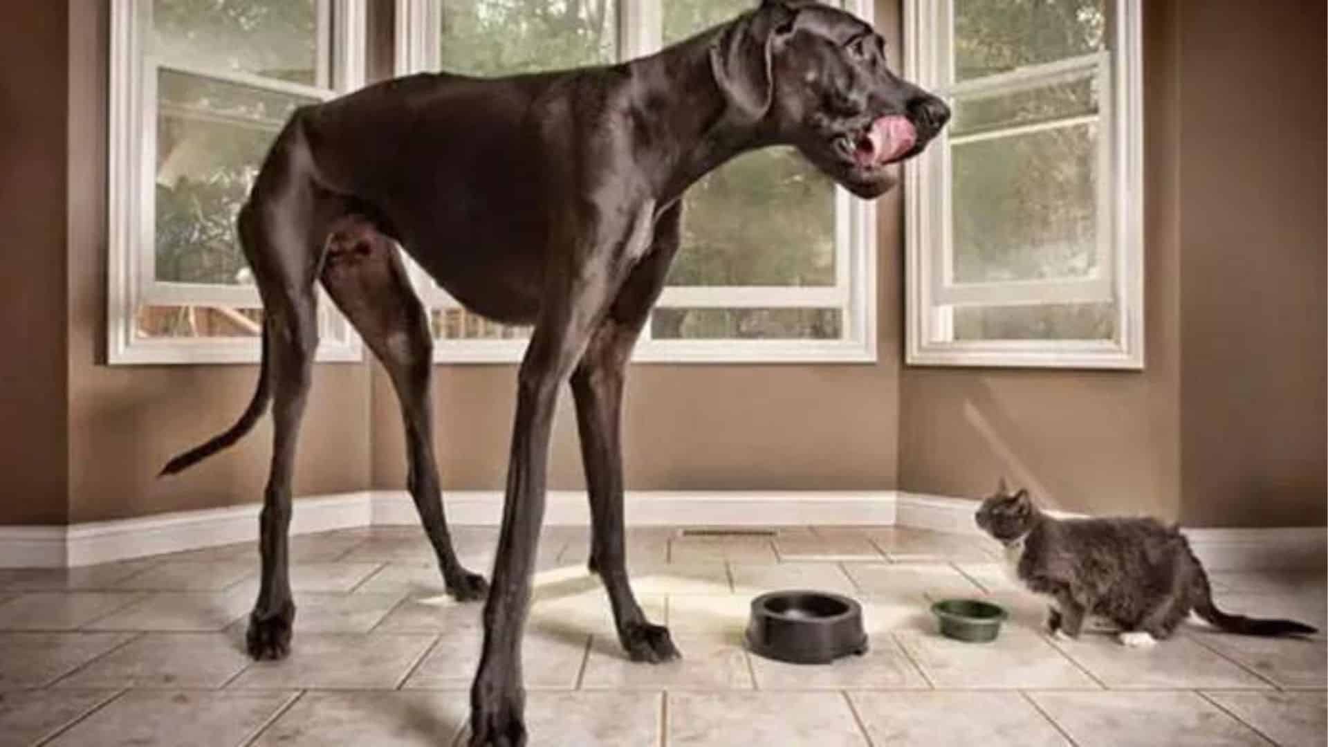 Meet the World's Tallest Dog from Texas Who Died at Age 3 - Animals ...