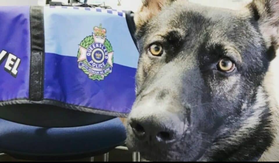 You Can Now Adopt ‘Too-Friendly’ Pups Who Failed K9 Training - Animals ...