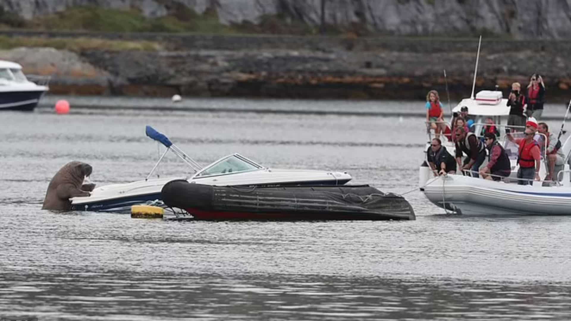 Floating Couch Gifted to Wally the Boat-Sinking Walrus - Animals Around ...