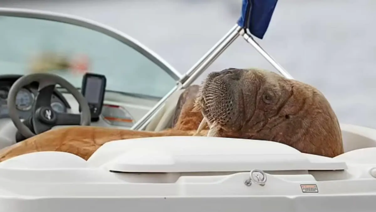 Floating Couch Gifted to Wally the Boat-Sinking Walrus - Animals Around ...