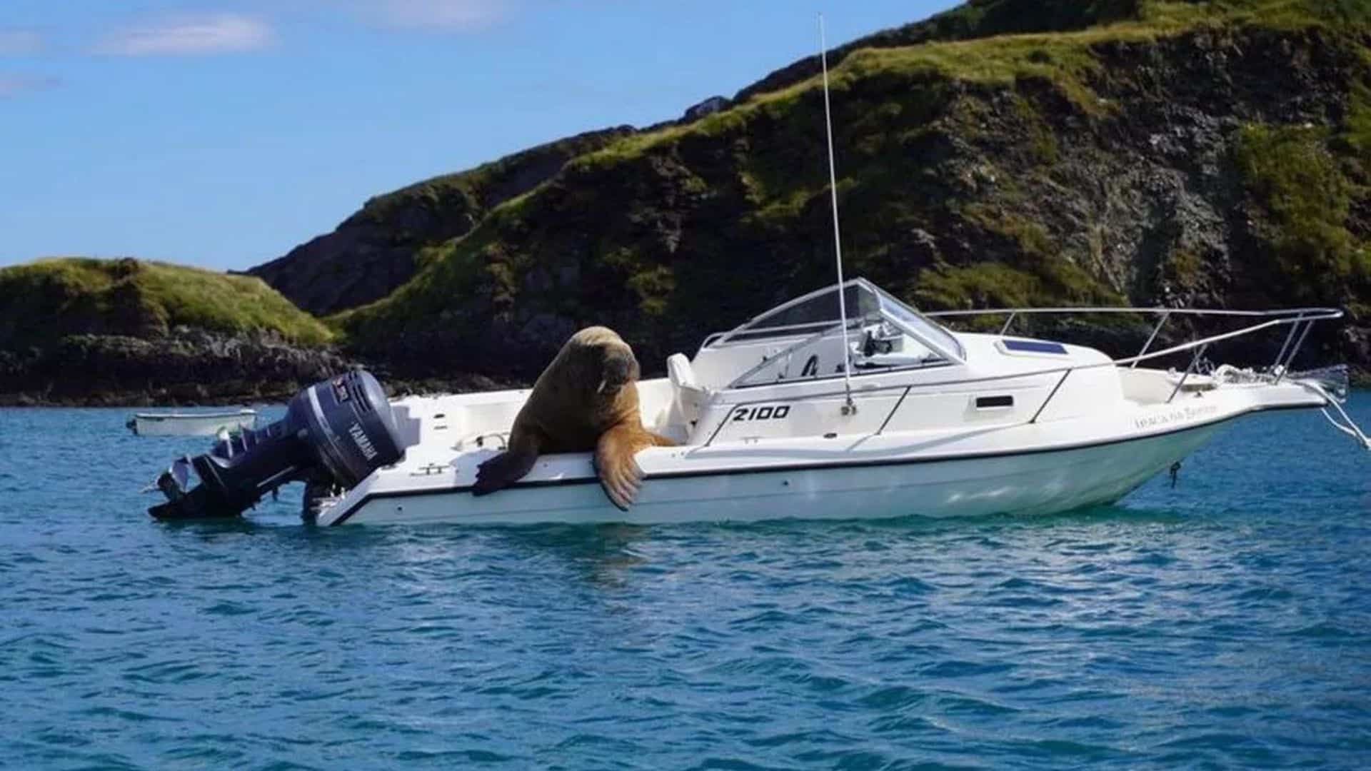 Floating Couch Gifted to Wally the Boat-Sinking Walrus - Animals Around ...