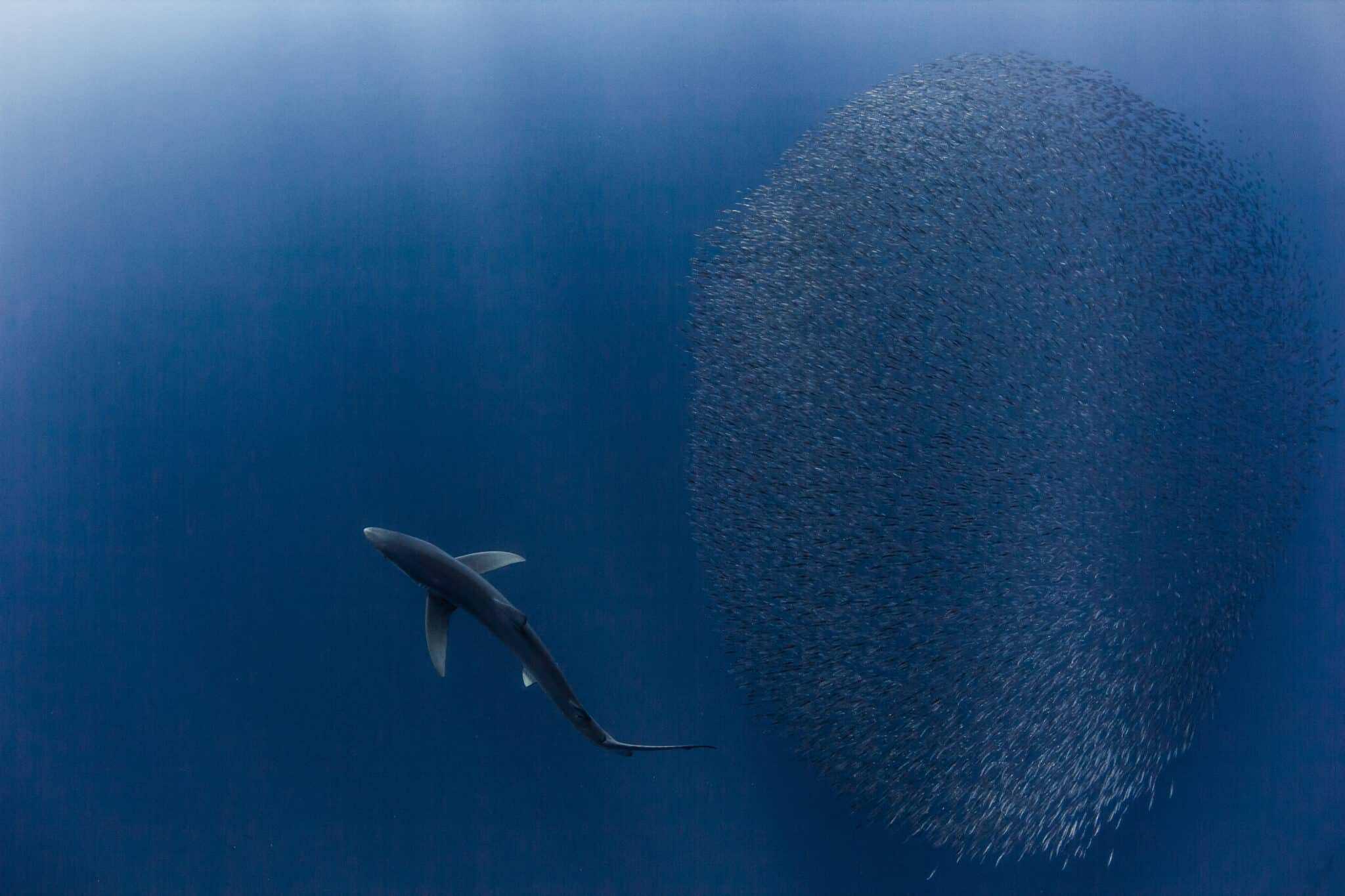 Fish Are Schooling in Perfect Spirals—Scientists Baffled - Animals ...