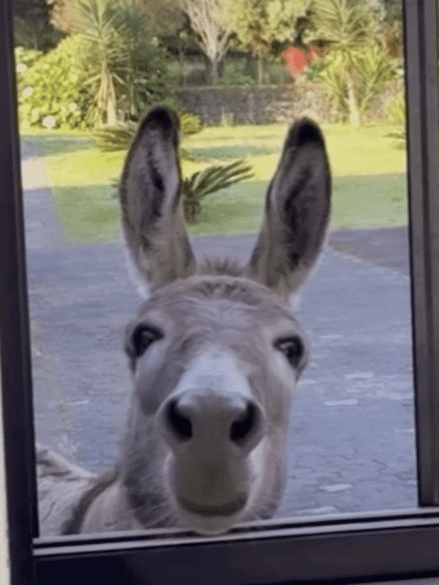 Donkey Opens Kitchen Window And Asks For a Treat - Animals Around The Globe