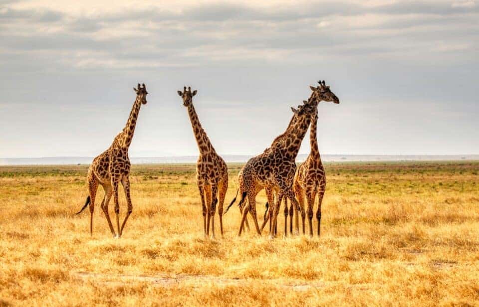 For the First Time Ever - US Moves to Protect Giraffes Under Endangered ...