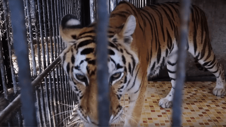 Animal News: Sign Up - Animals Around The Globe