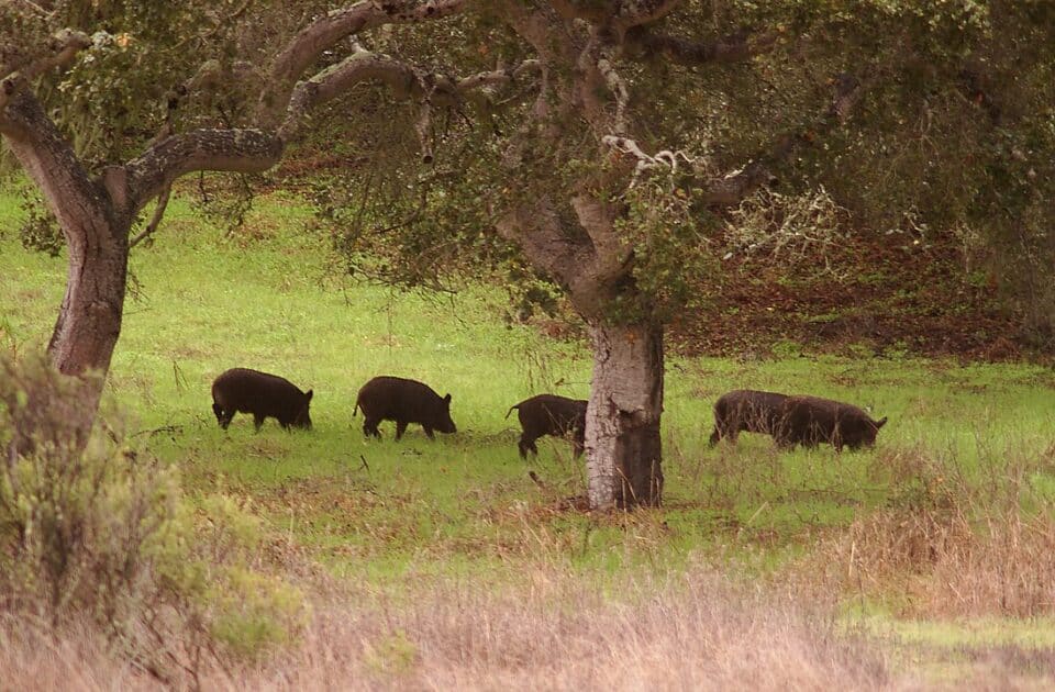 Feral Pigs Are Taking Over the US—Here’s What You Need to Know ...