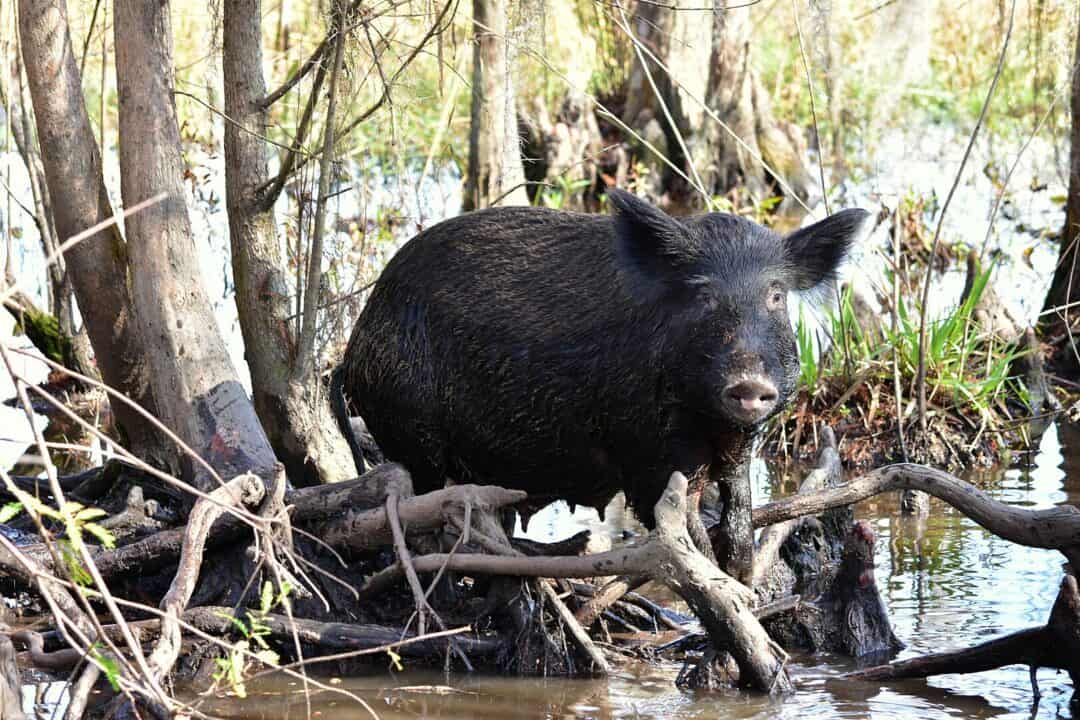 Feral Pigs Are Taking Over the US—Here’s What You Need to Know ...