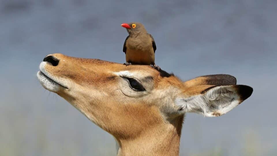 14 Instances of Interspecies Cooperation in the Wild - Animals Around ...
