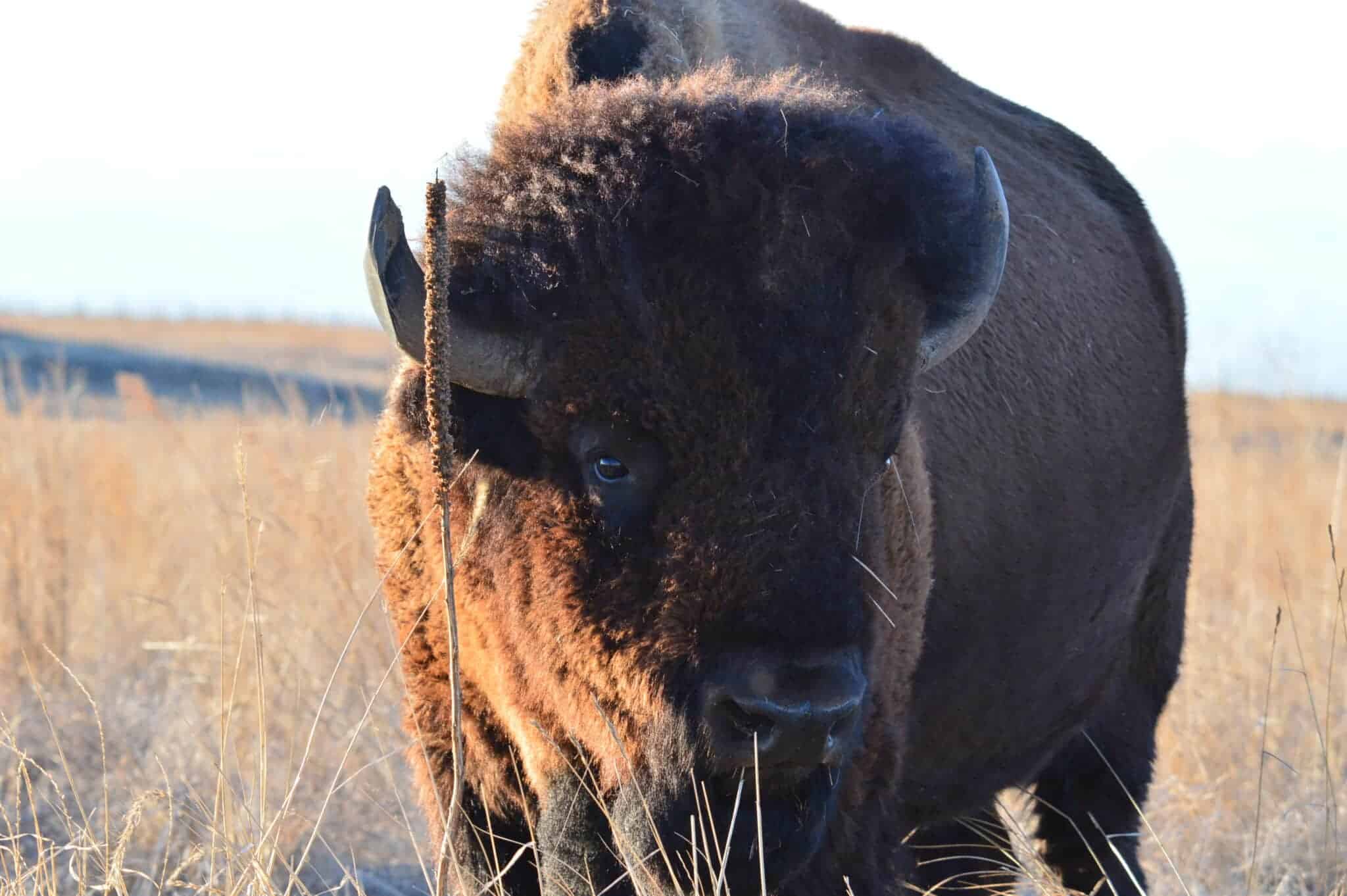 Massive Bison Headbutts and Knocks Down Person on Camera in Texas ...