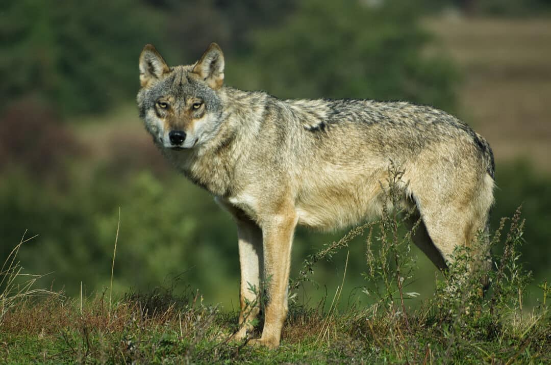 Animals and Wildlife in California - Animals Around The Globe