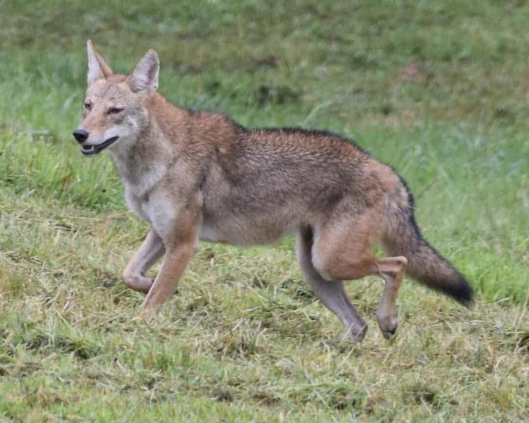 Animals and Wildlife in California - Animals Around The Globe