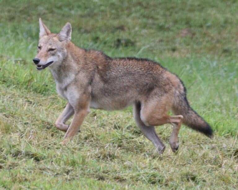 Animals and Wildlife in California - Animals Around The Globe