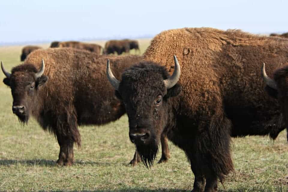 Ruminant Animals - Animals Around The Globe