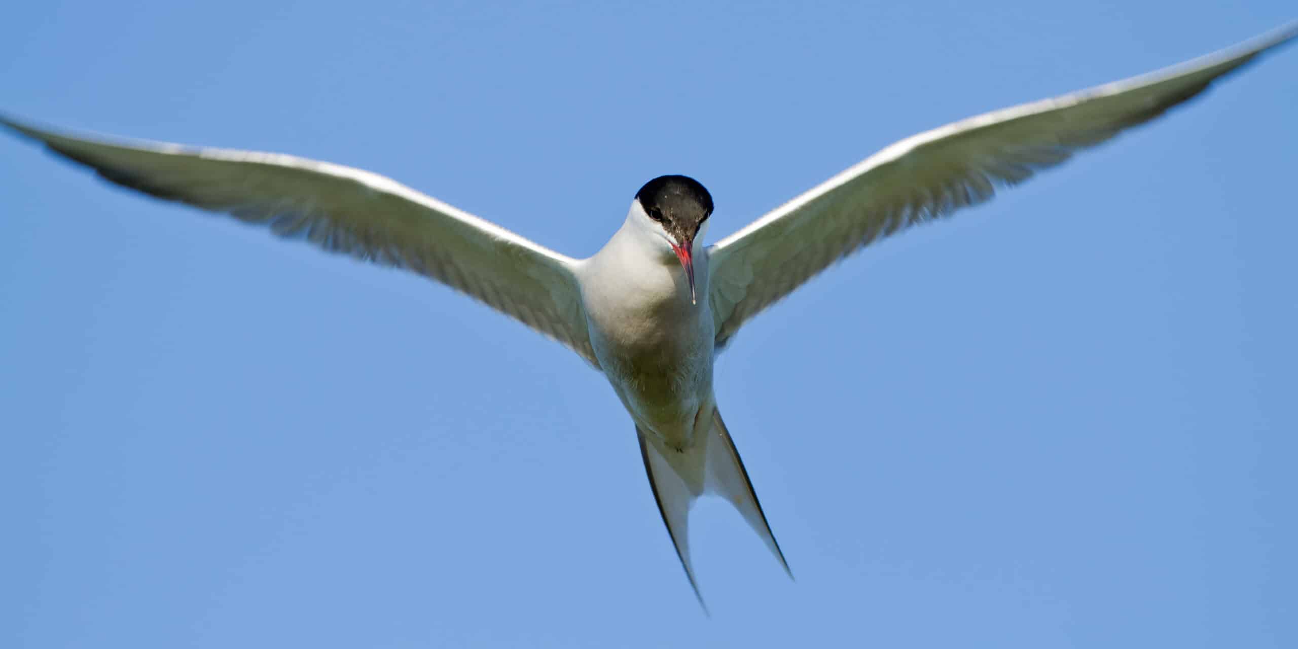 Arctic Terns Fly From The North Pole To The South Pole And Back Every ...
