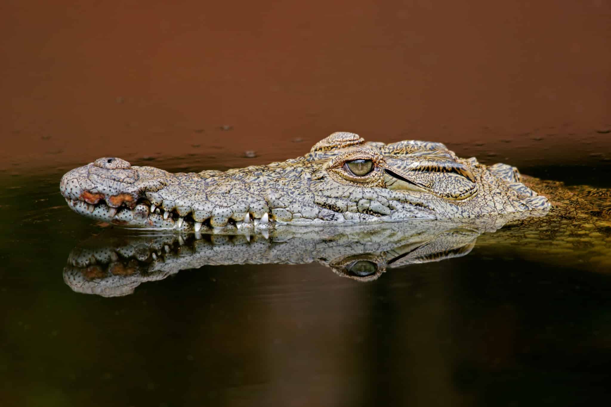 Watch: Ever Seen A Croc Below The Surface? - Animals Around The Globe