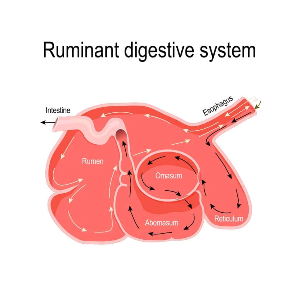 Ruminant Animals - Animals Around The Globe
