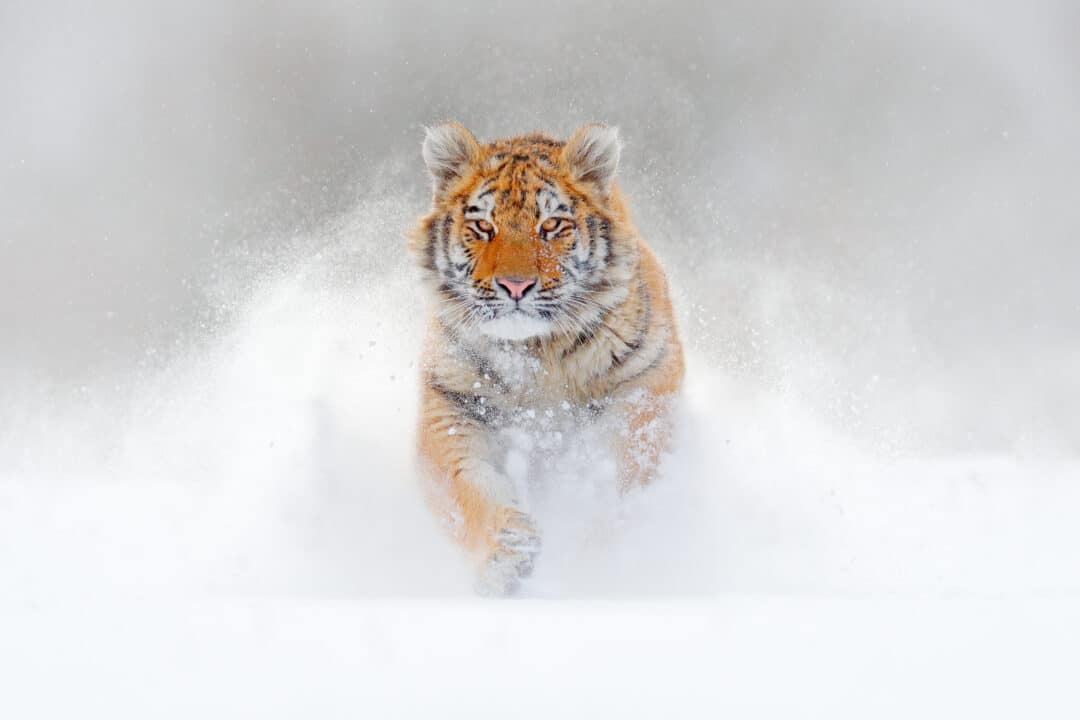 Largest Siberian Tiger Ever Recorded - Animals Around The Globe