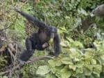 Chimp Swoops in on Eagle’s Meal - Animals Around The Globe