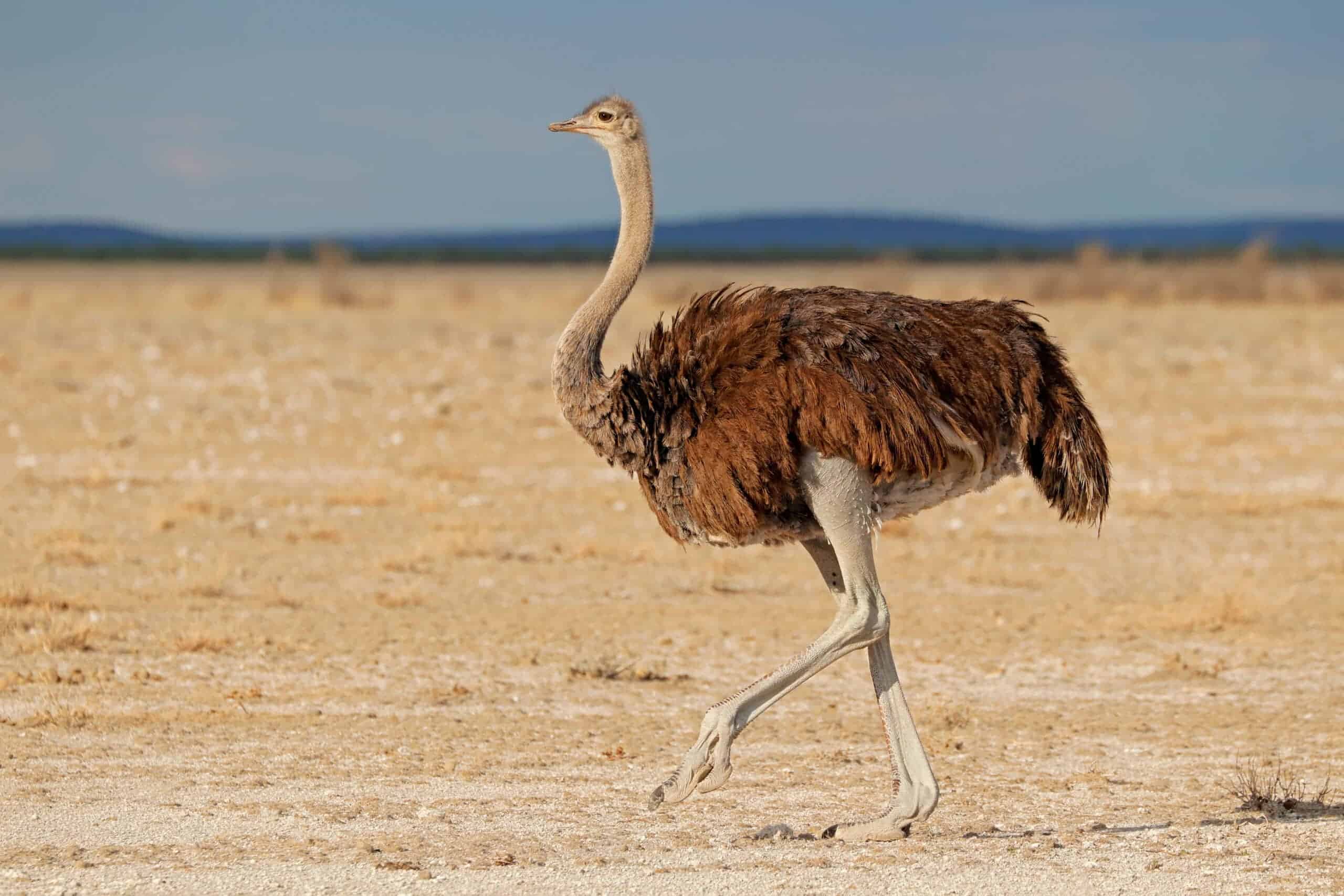 Top 10 Animals with Long Necks - Animals Around The Globe