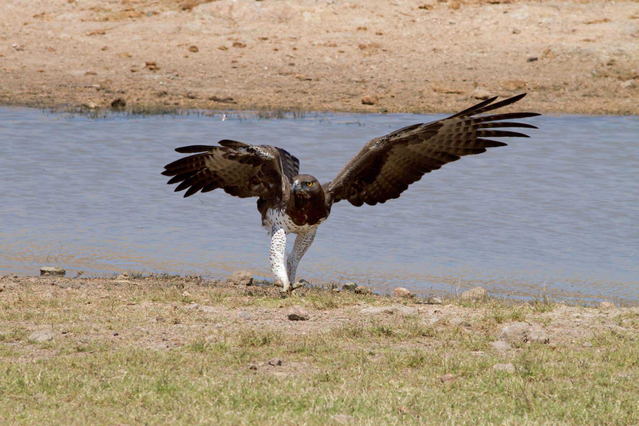14 Birds of Prey That Can Spot a Mouse From Miles Away - Animals Around ...