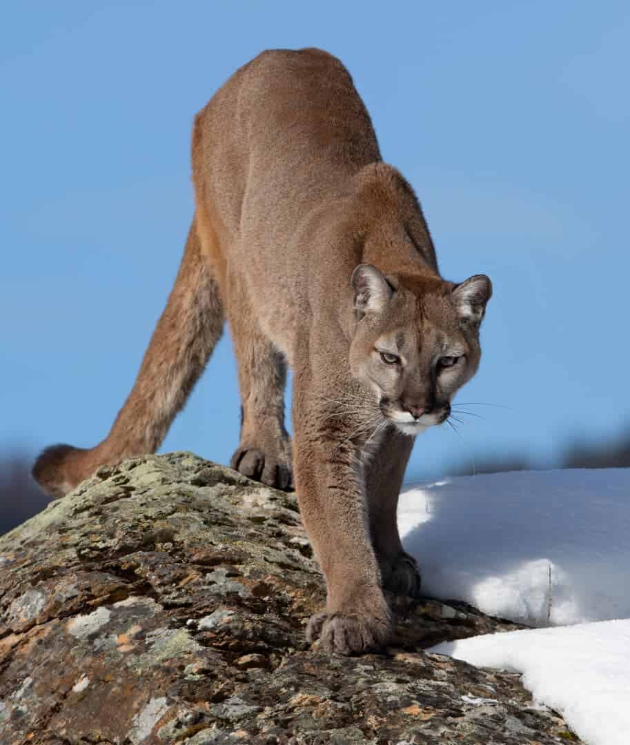 The Most Dangerous Animals in North America - Animals Around The Globe