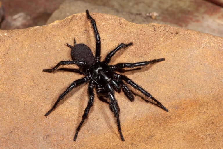 Largest Male Specimen of the Most Venomous Spider in Australia ...