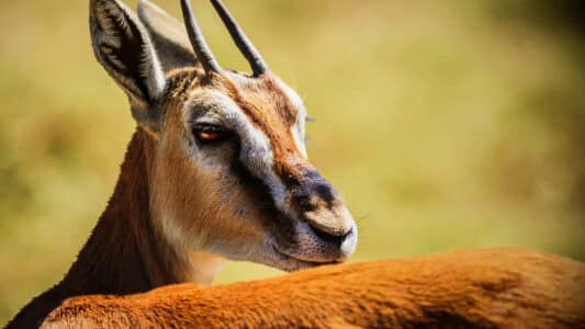 Ruminant Animals - Animals Around The Globe