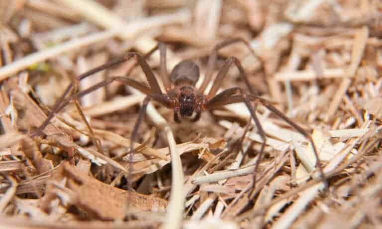 14 Small But Definitely Dangerous Animals In The US - Animals Around ...