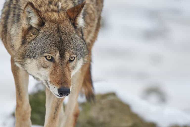 These US States Have Wild Wolves - Animals Around The Globe