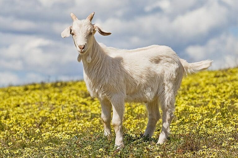 Ruminant Animals - Animals Around The Globe
