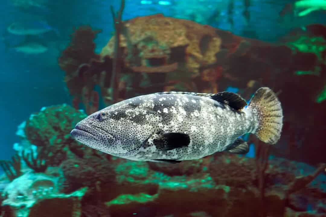 13 Smartest Fish (and Their Surprising Behavior) - Animals Around The Globe