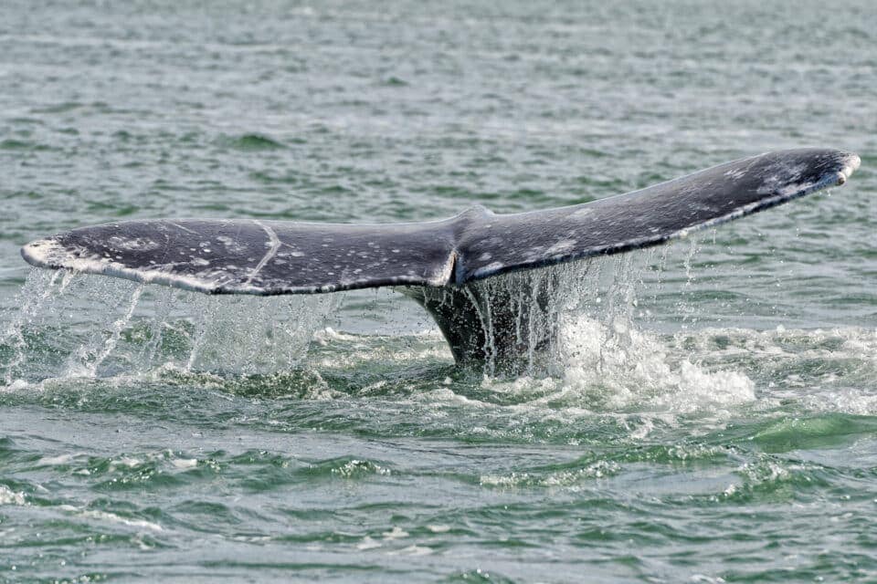 Watch: Incredible Bond Between Gray Whales And Boat Captains In ...