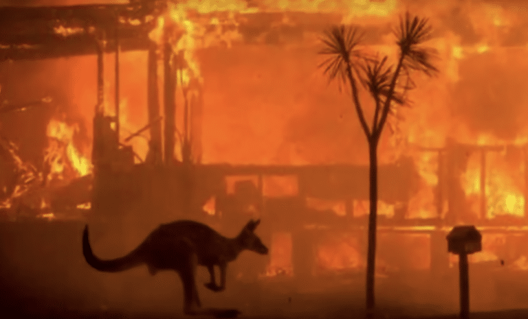 The Impact of Wildfires on Wildlife - Animals Around The Globe