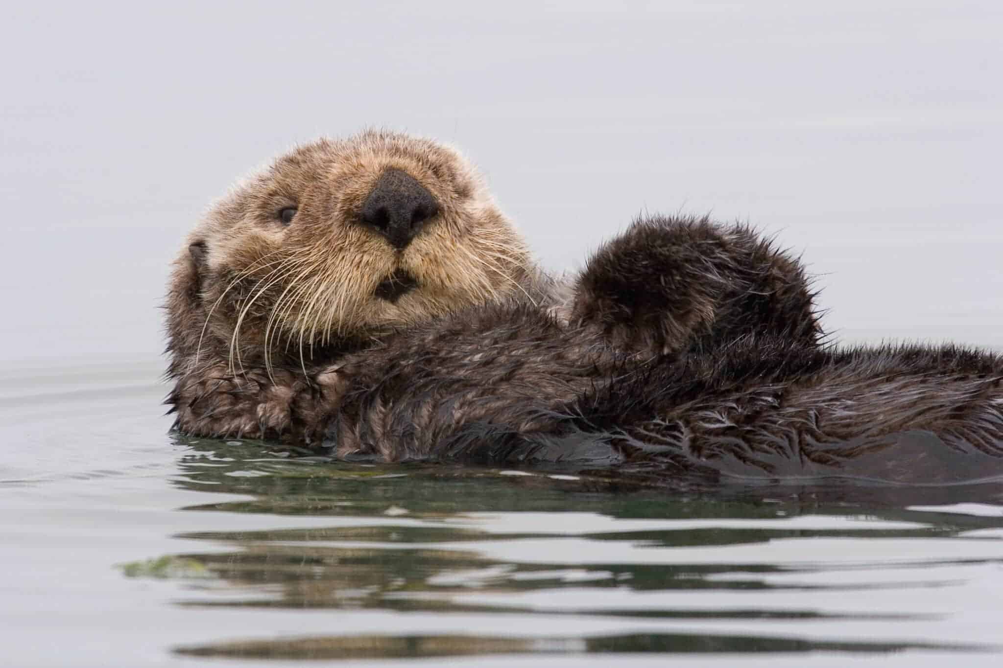 Animals and Wildlife in Alaska: A Complete Guide - Animals Around The Globe