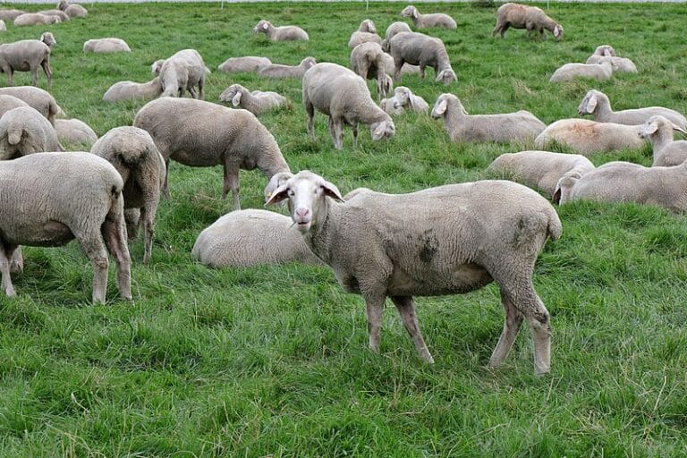 Ruminant Animals - Animals Around The Globe