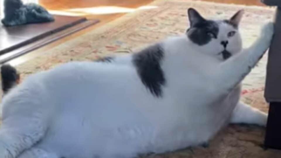 Meet the World's Fattest Cat Who Lives in Virginia - Animals Around The ...