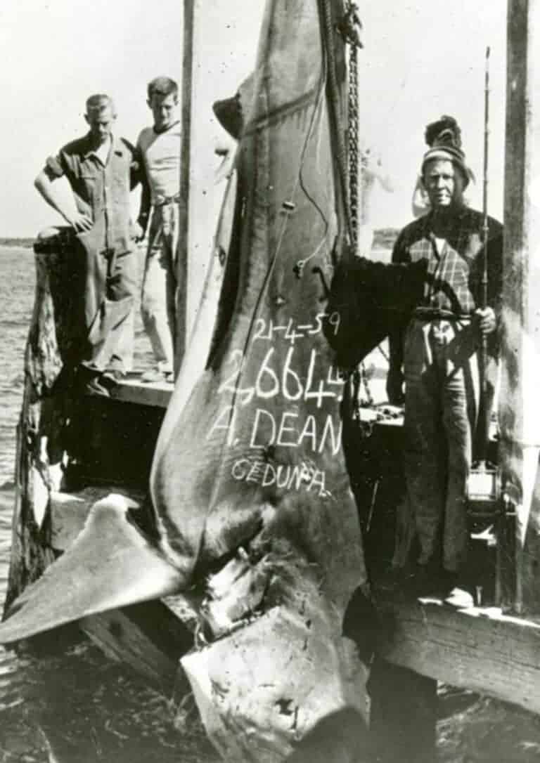 Discover 5 Unbreakable Records of the Biggest Fish Caught - Animals ...