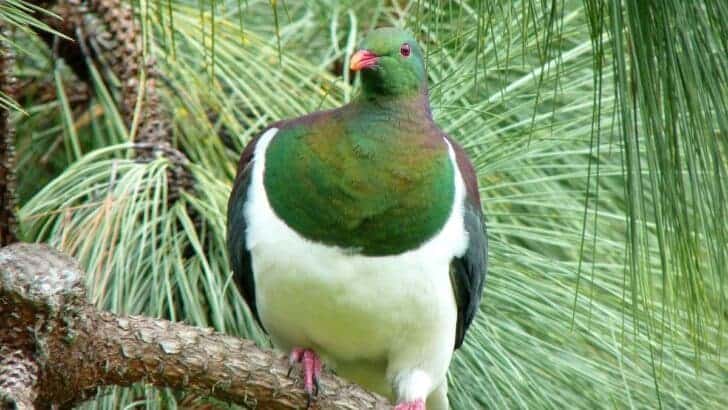 Meet the Kereru: The Drunkest Bird In The World - Animals Around The Globe