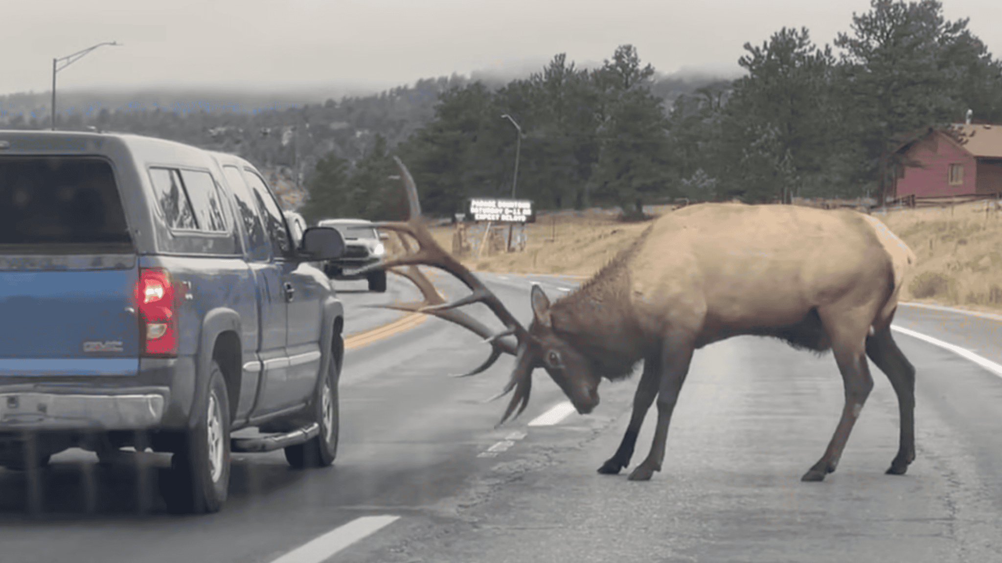 Angry Elk Ramming Cars Cause Traffic Jam in Colorado - Animals Around ...