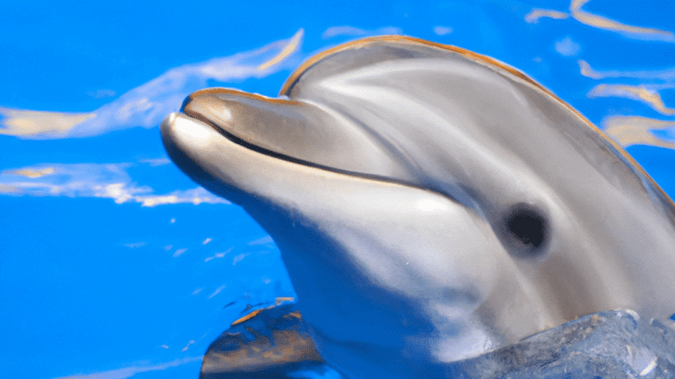 Dolphin-Assisted Therapy Making Waves in Healthcare - Animals Around ...