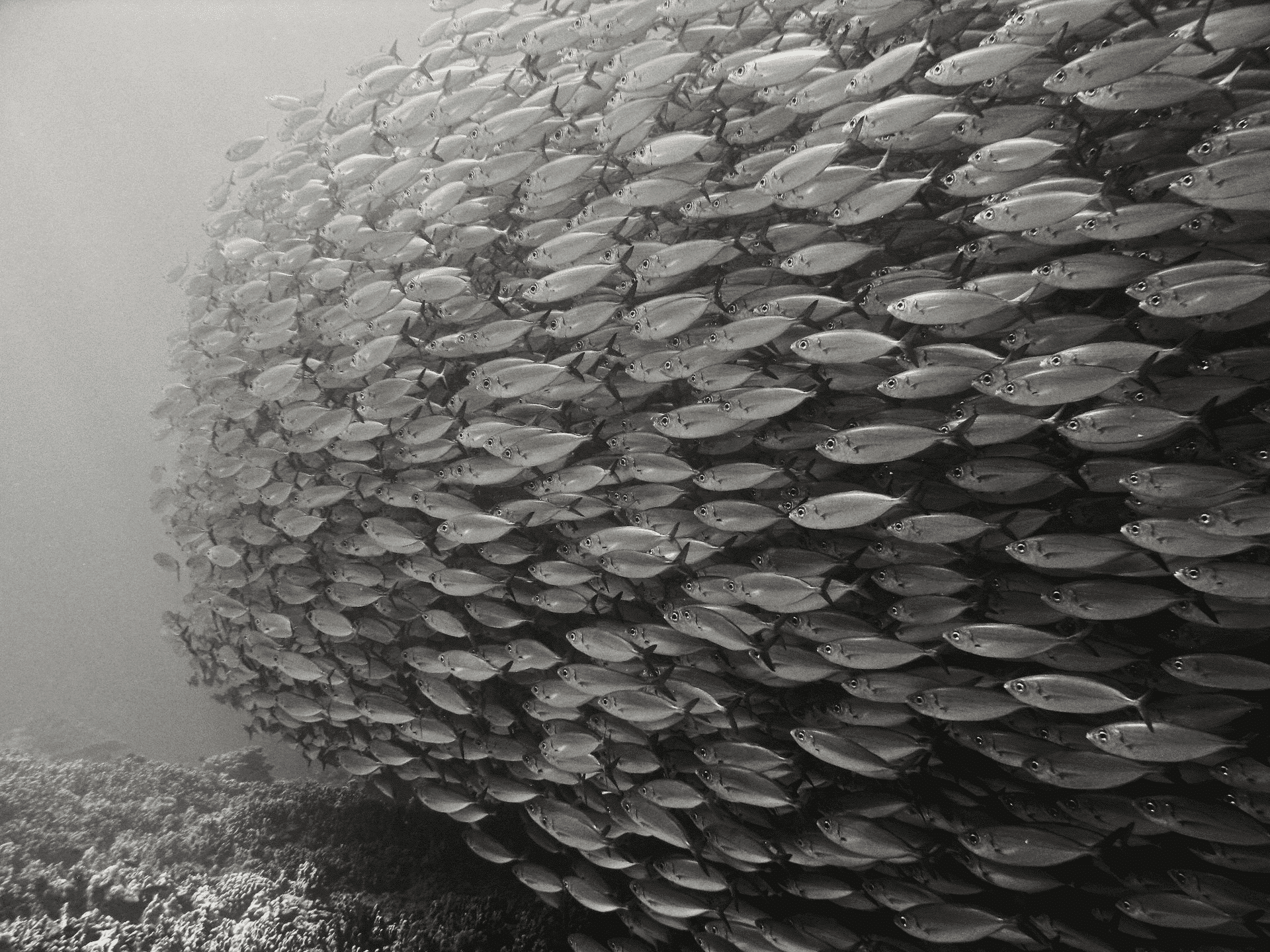 How Schools of Fish Move in Perfect Synchrony