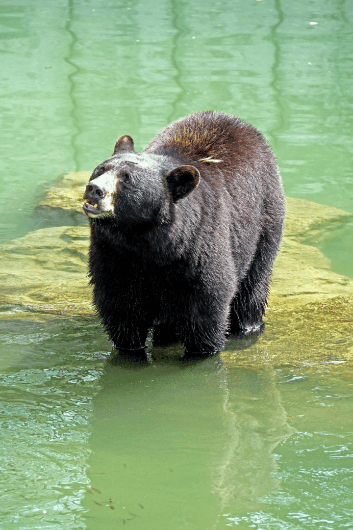 Animals and Wildlife in Massachusetts - Animals Around The Globe