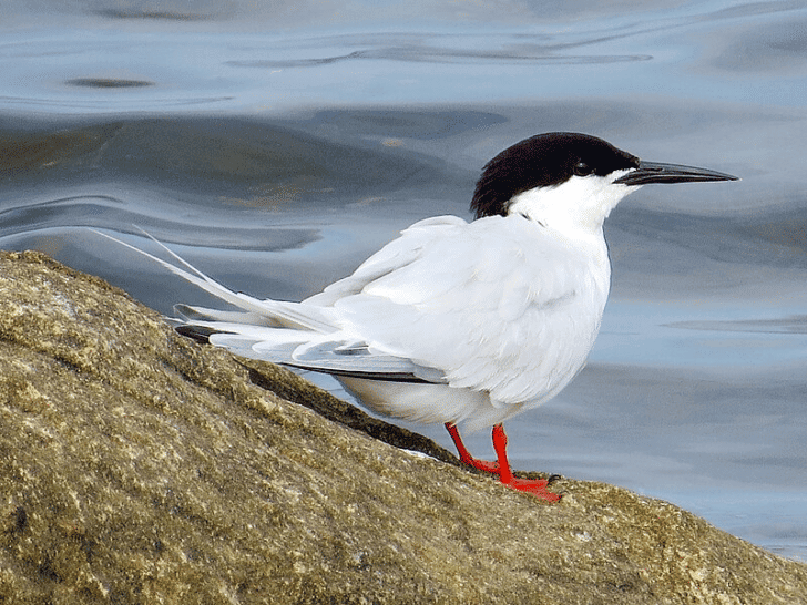 Animals and Wildlife in Massachusetts - Animals Around The Globe