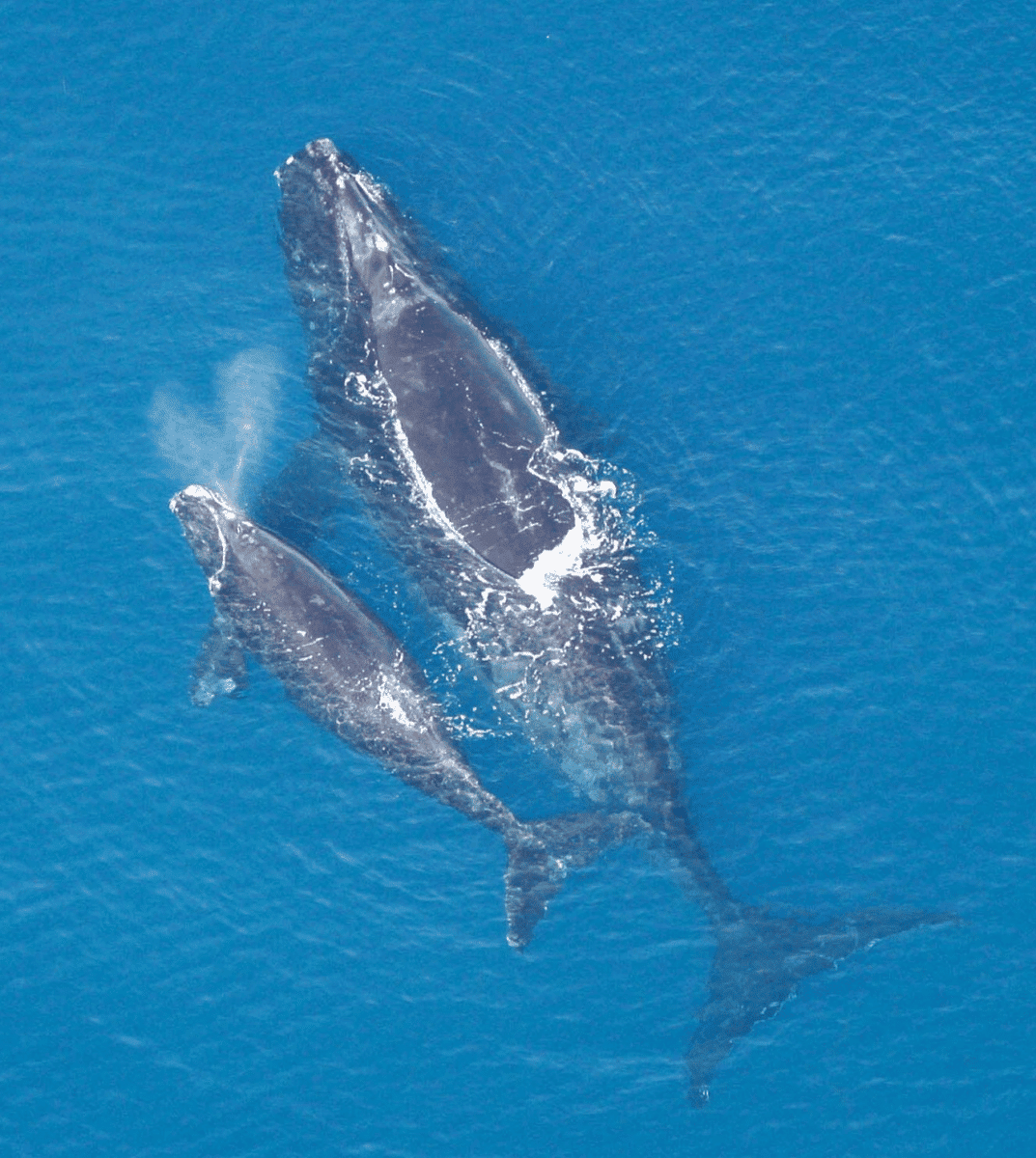 Animals and Wildlife in Massachusetts - Animals Around The Globe