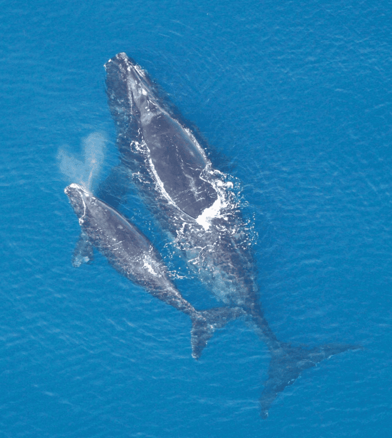 Animals and Wildlife in Massachusetts - Animals Around The Globe