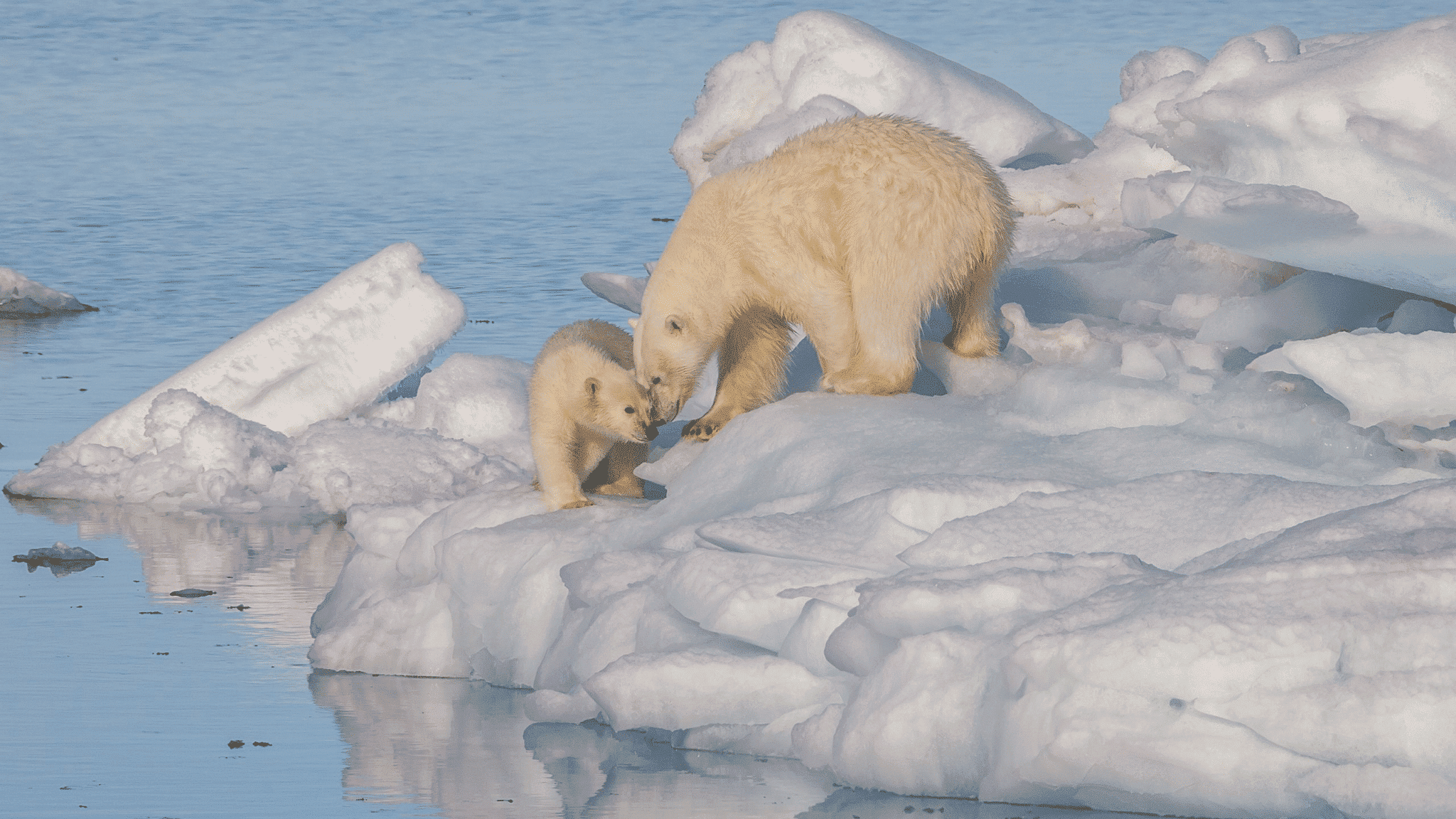 This Canadian Town Built a Jail… for Polar Bears! - Animals Around The ...